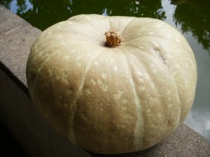 Two ultra rare squash one from Gori, Georgia, Europe, one from Uganda ...