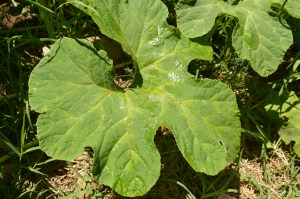 Squash Leaf Identification | Squash and Awe